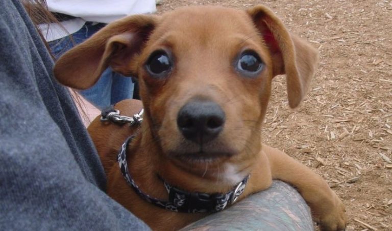 20 Things Only Chiweenie Owners Would Understand