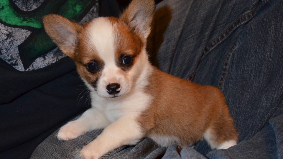 20 Things Only Chiweenie Owners Would Understand