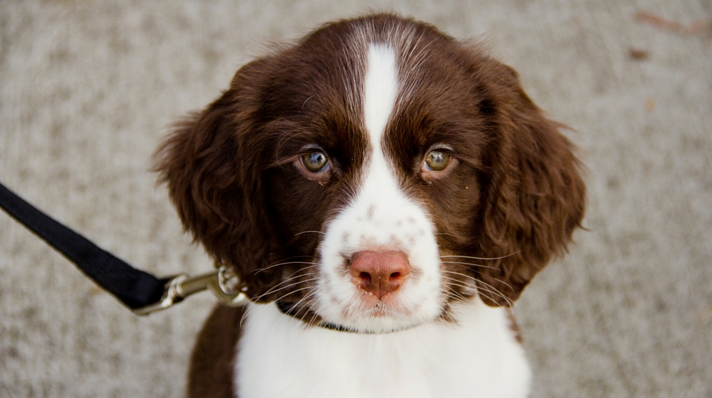 20 Things Only Springer Spaniel Owners Would Understand