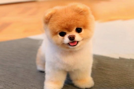 20 Fun Facts You Didn't Know About Boo: The World's Cutest Dog