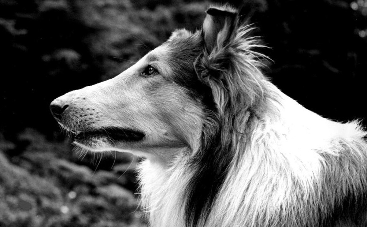 20 Fun Facts You Never Knew About Lassie