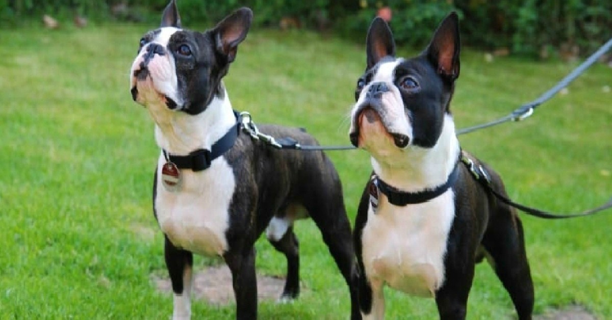 20 Cool Facts about the Boston Terrier Breed