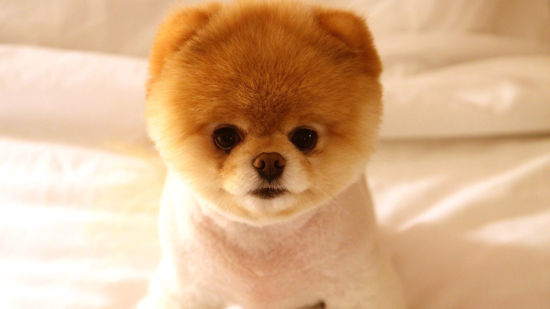 20 Cool Facts You Didn't Know About Pomeranians