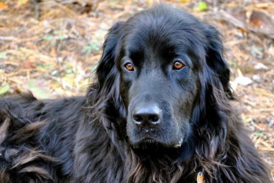 20 Cool Facts About the Newfoundland Dog Breed