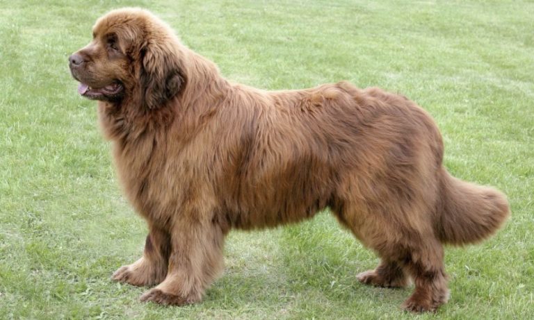 20 Cool Facts About the Newfoundland Dog Breed