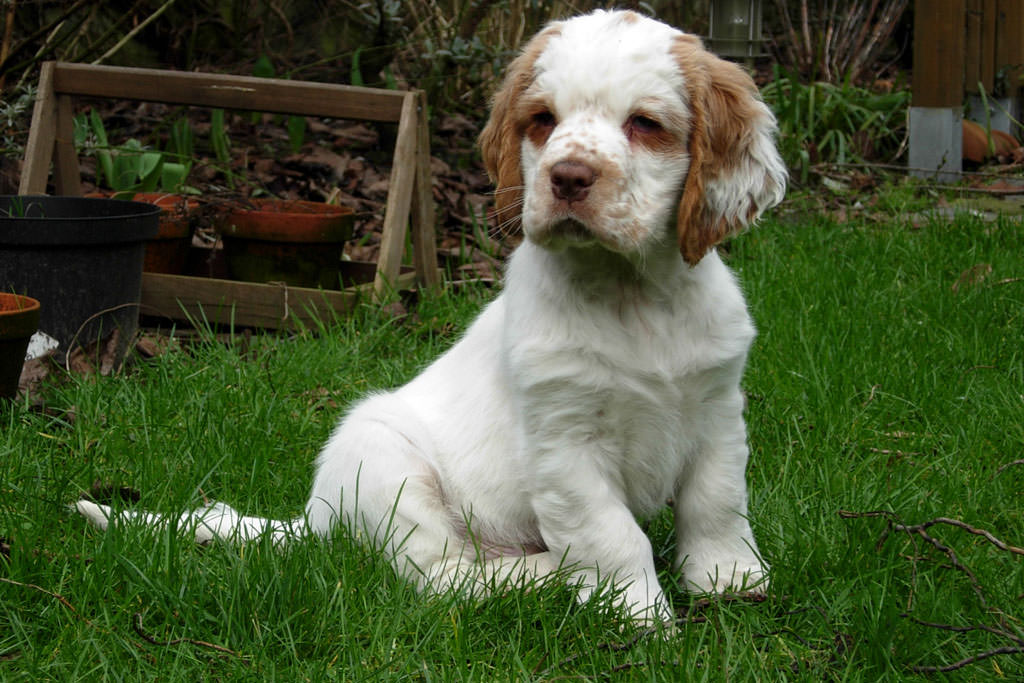 10 Things You Didn't Know About the Clumber Spaniel