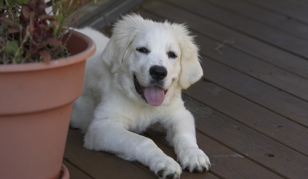 10 Things You Didn't Know About the Polish Tatra Sheepdog