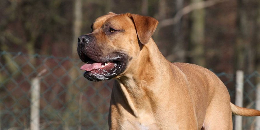 20 Things You Didn't Know about the Boerboel