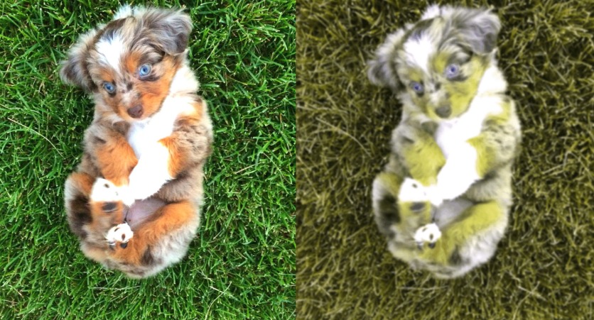 Dog Vision What Exactly Do Dogs See