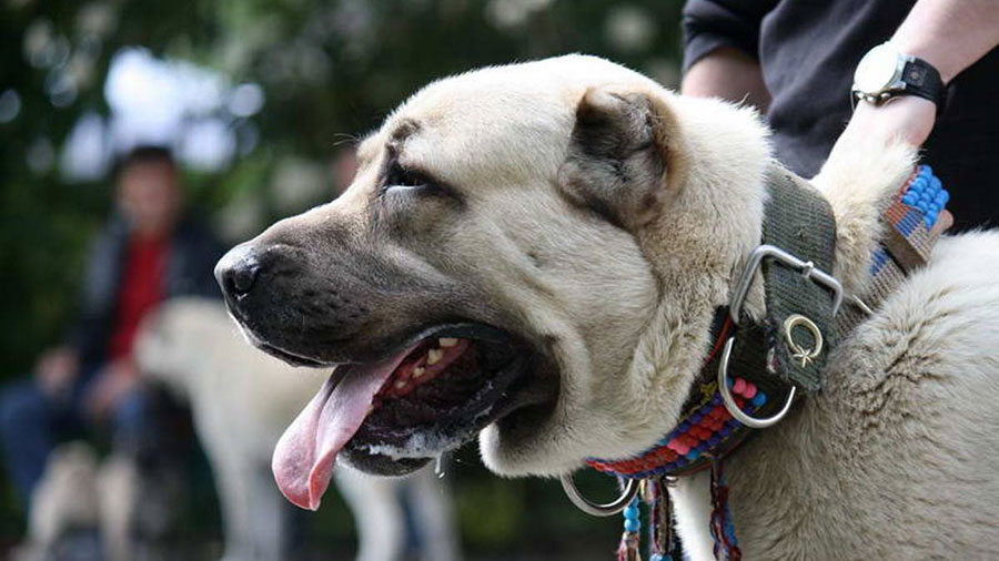 20 Things You Didn't Know About the Kangal Dog