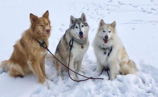 10 Things You Didn't Know About The Aspin Dog Breed