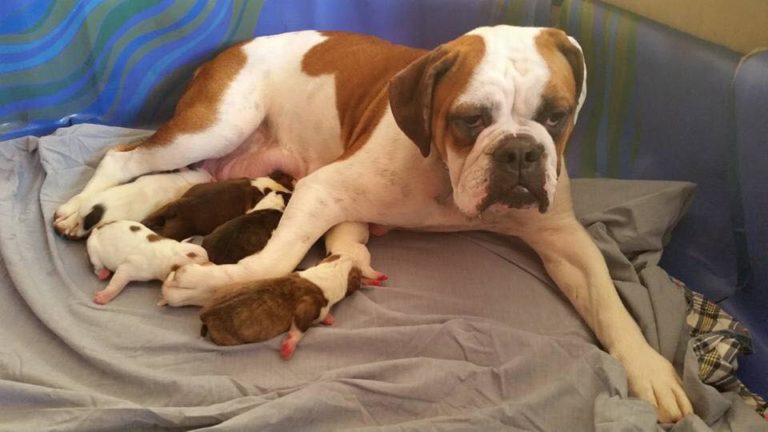 10 Things You Didn't Know about the Valley Bulldog
