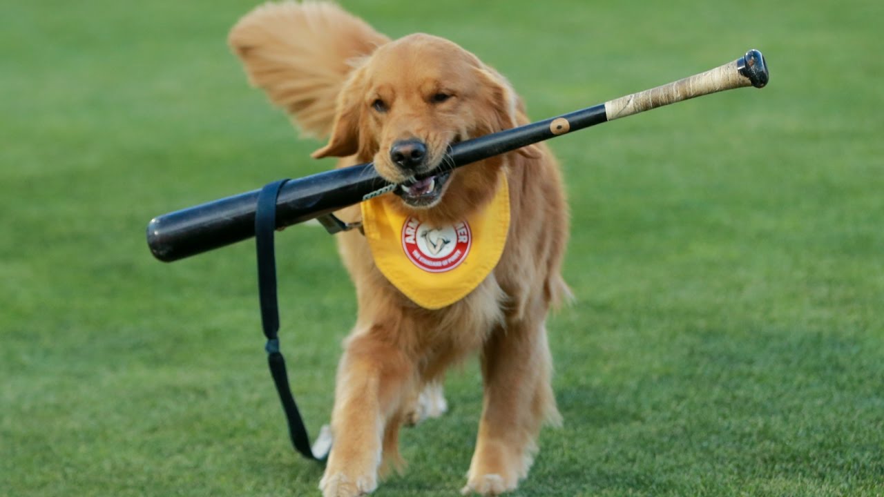 Getting to Know The Role of a Minor-League Bat Dog
