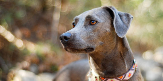 10 Things You Didn’t Know About the Texas Blue Lacy