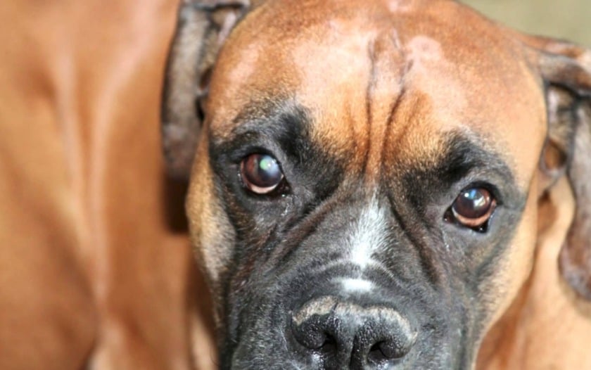 What is a Dog Eye Ulcer and How is It Treated?
