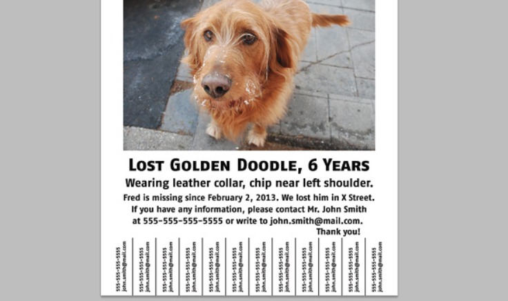 The Dos And Don ts Of Making A Lost Dog Flyer