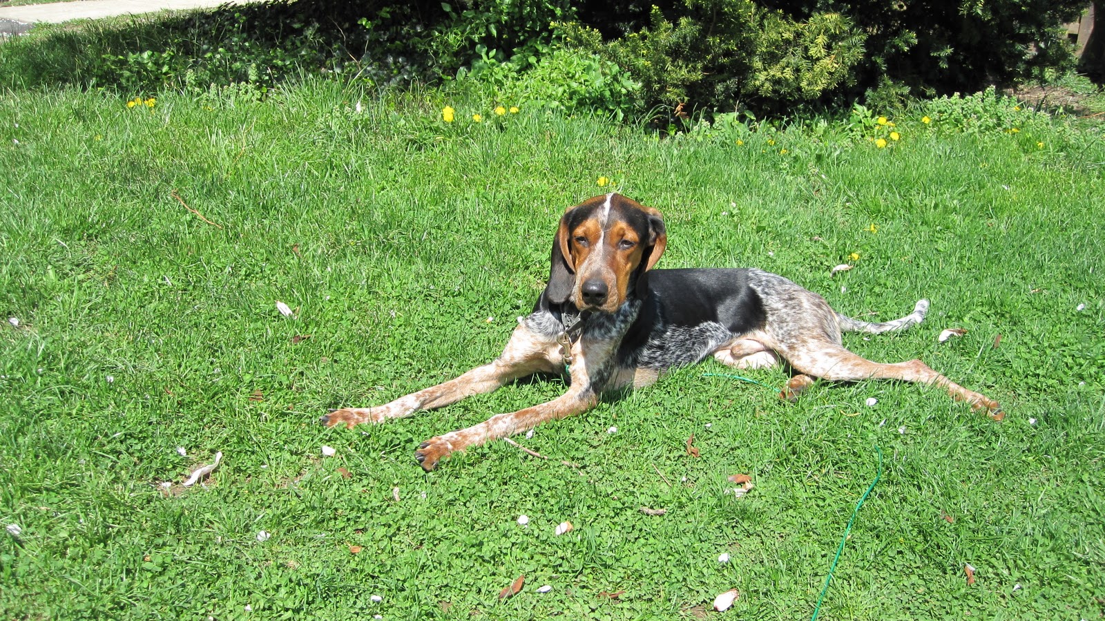 10 Things You Didn't Know About the Bluetick Coonhound