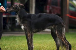 10 Things You Didn't Know about the Silken Windhound