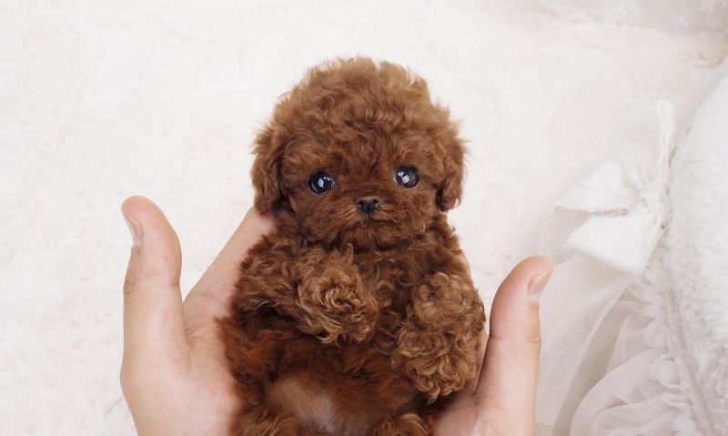 10 Things You Didn t Know About The Teacup Poodle