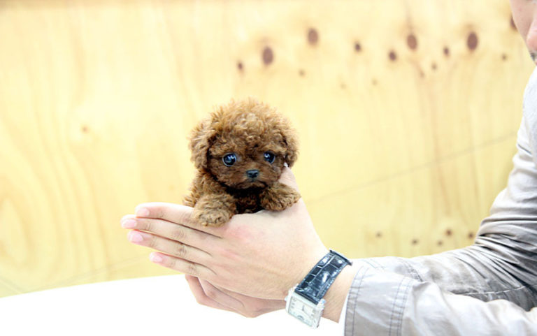 10 Things You Didn't Know About the Teacup Poodle