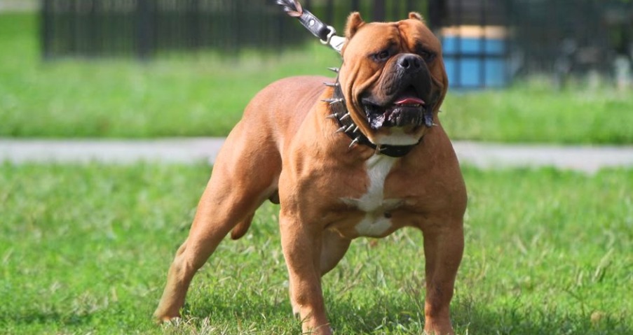 10 Things You Didn't Know about the American Bandogge