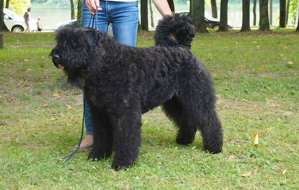 10 Things You Didn't Know about the Bouvier Des Flandres