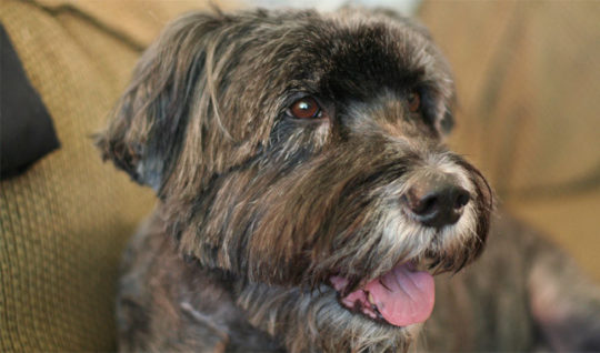 10 Things You Didn’t Know About the Schnoodle