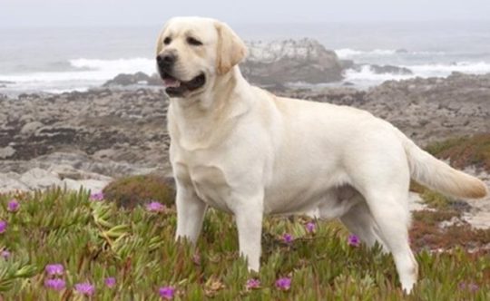 10 Things You Didn't Know about the English Lab