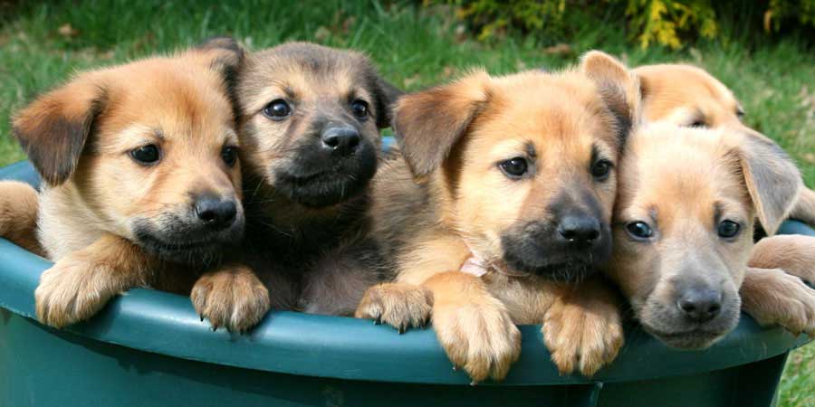 10 Things You Didn't Know about the Chinook Dog