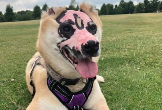 Dog Who Survived a Major Fire is Becoming a Therapy Dog for Burn Victims