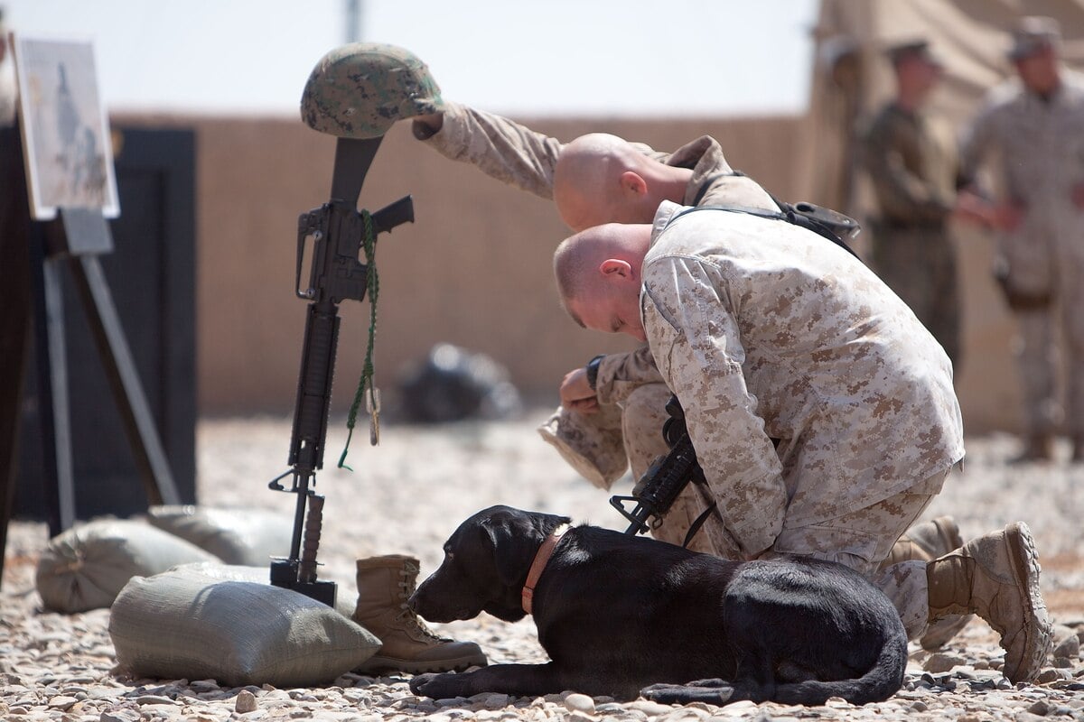 Meet The Top Military Working Dog in the World