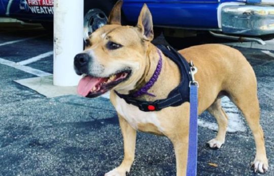 Woman Finds Long Lost Dog After Seeing Photo On a Beer Can