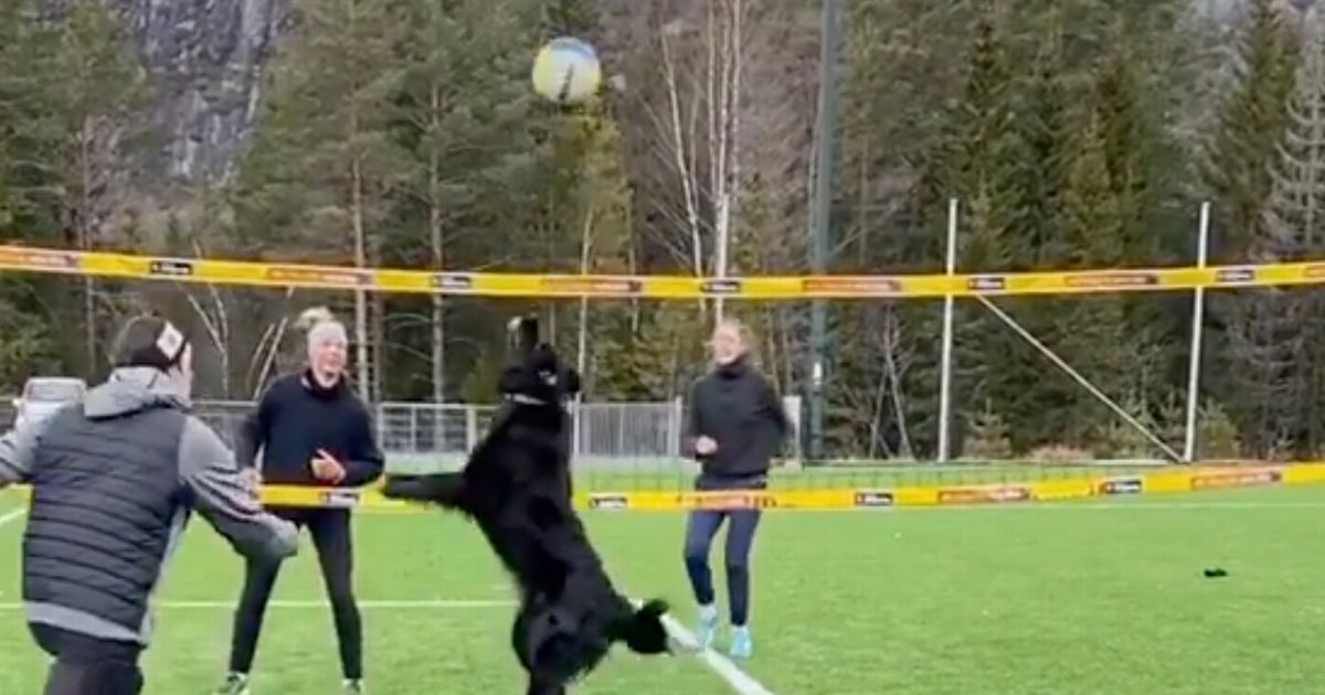 Meet Kiara The Volleyball Dog