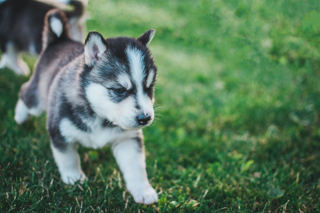 China Officially classifies Dogs as Pets, Not Livestock
