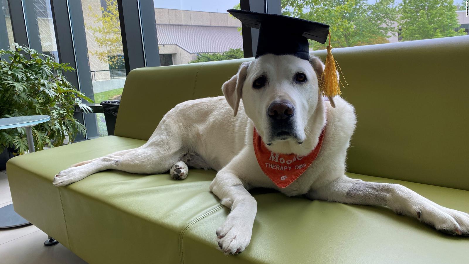 Virginia Tech Gives Therapy Dog an Honorary Degree
