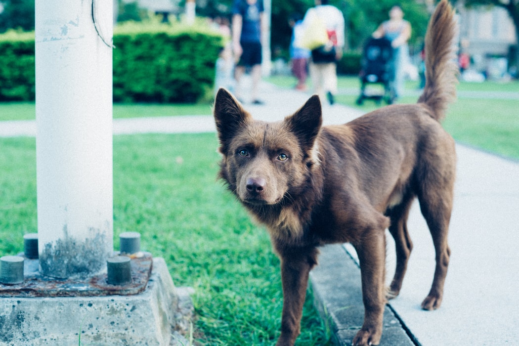 Study Says Dogs Too Get Difficult in Adolescence, Just like Humans