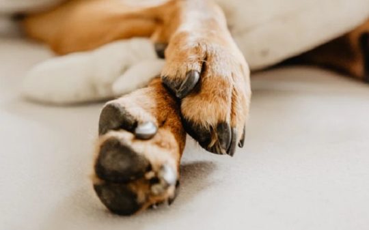 How to Protect Your Dog's Paws in Summer Heat