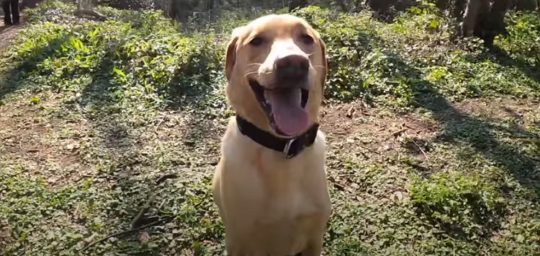20 Things You Didn't Know About the Mastador