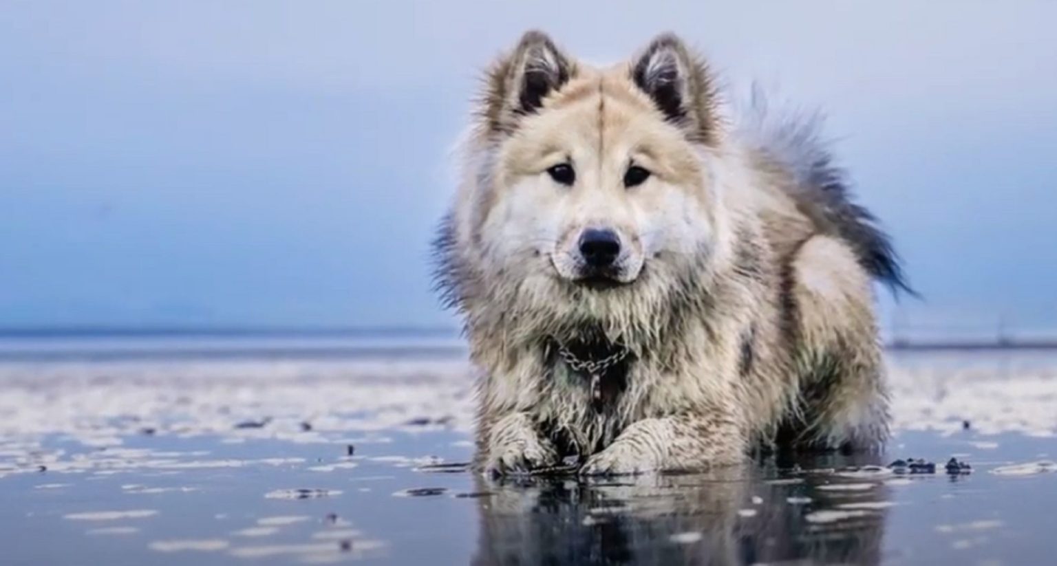 10 Things You Didn't Know About The Aspin Dog Breed
