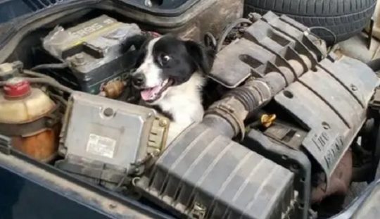 Woman Discovers Random Smiling Dog Inside Engine of Her Car