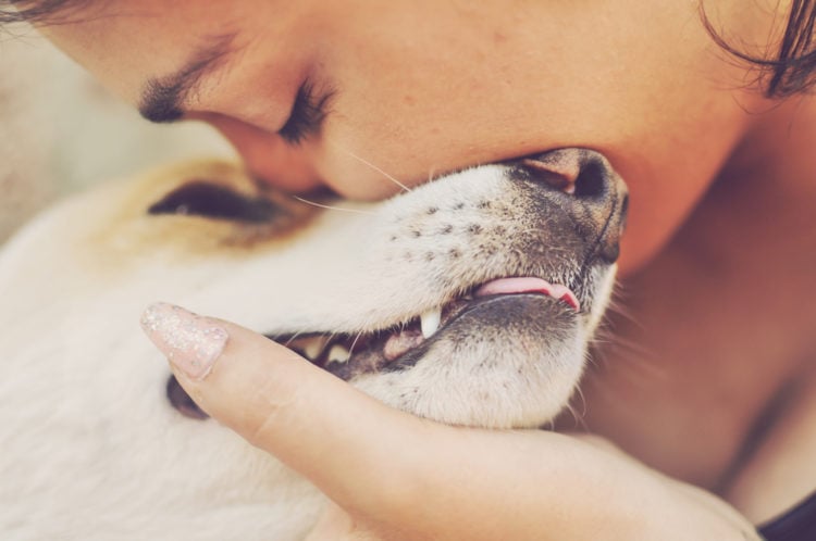 Florida Dog Missing for 7 Years Reunited with Owner, Found Over 1,000 ...