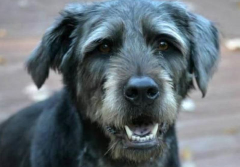 10 Things You Didn't Know About The Wolador