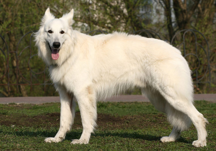 Dog Pictures, Dog Adoption, Dog Rescue, Dog Training