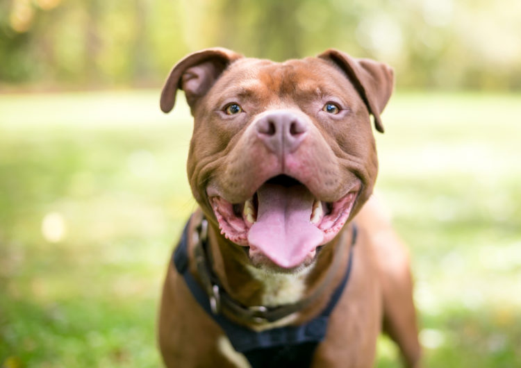 Superstar Dog Retires After Six Years of Donating Rare Blood