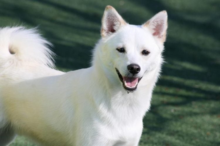 10 Things You Didn't Know about the Imo-Inu