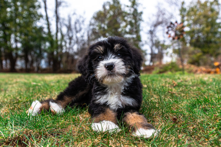 A Complete Price Guide for the Bernedoodle