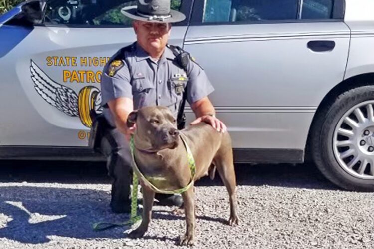 A State Trooper Adopts a Pit Bull He Saved from The Highway