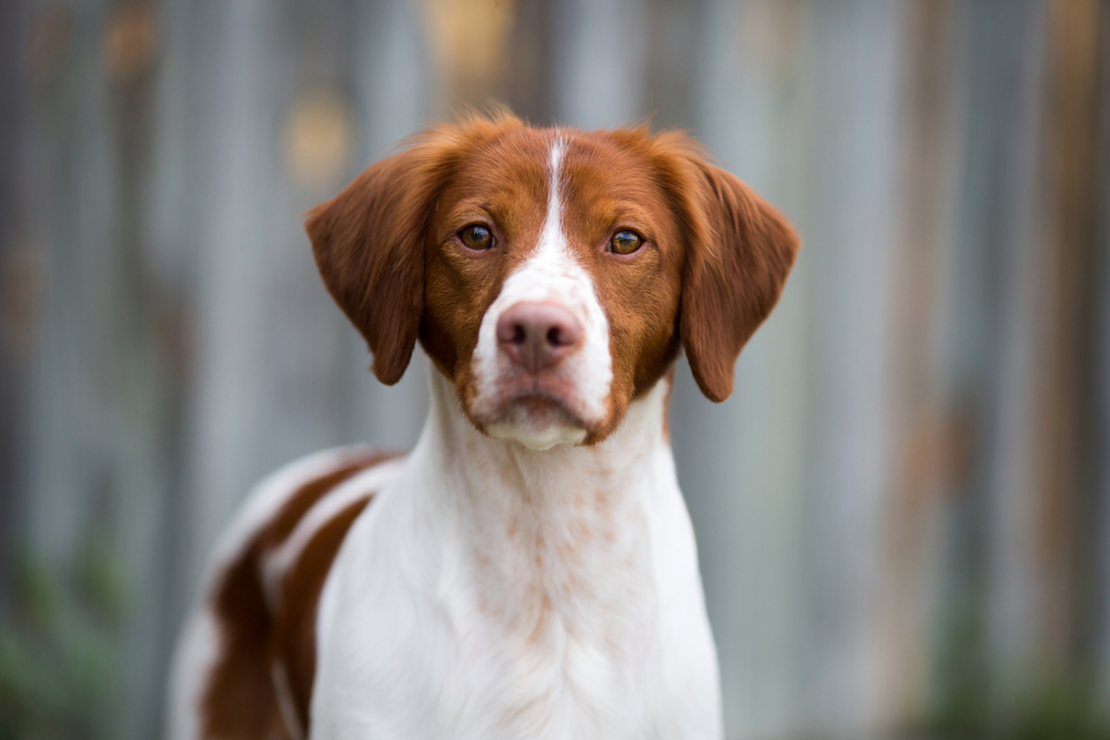 10 Awesome Dog Breeds that Start with "B"