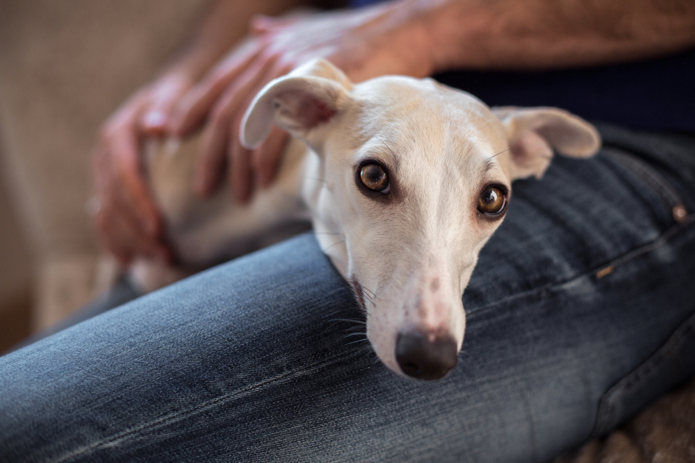 The 10 Most Popular Skinny Dog Breeds