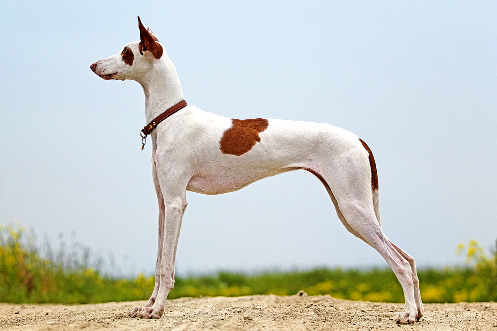 The 10 Most Popular Skinny Dog Breeds